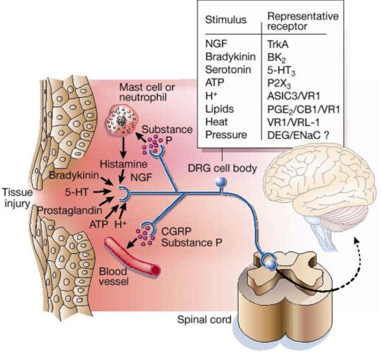 Wisdom Tooth Extraction: Understanding The Healing Process