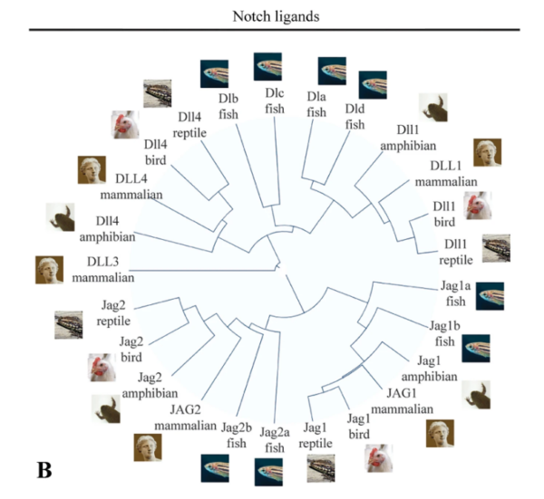 Notch Pathway Emerges As Key Player In Dental Evolution Over Millions ...