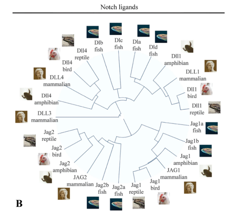 Notch Pathway Emerges As Key Player In Dental Evolution Over Millions ...