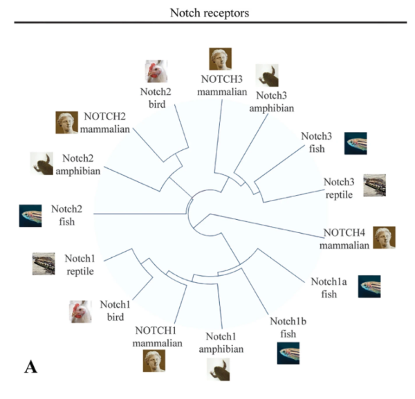 Notch Pathway Emerges As Key Player In Dental Evolution Over Millions ...